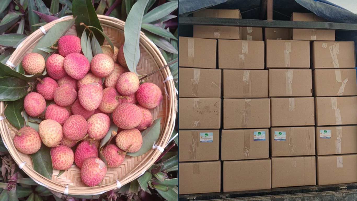 Assam’s GI-Tagged Tezpur Litchi Makes First Export To Dubai: APEDA